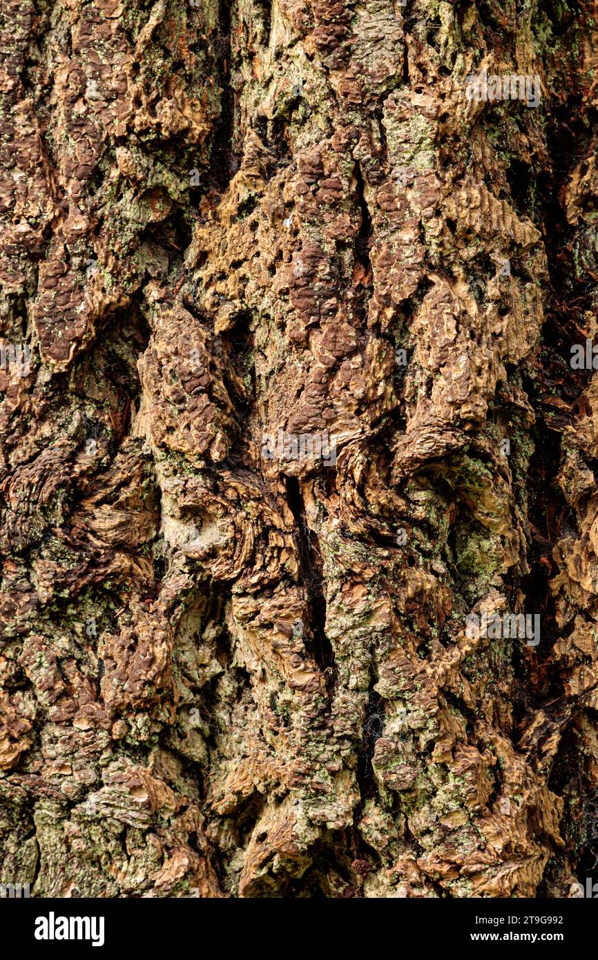 Fissures and textures in old knarly tree bark Stock Photo - Alamy