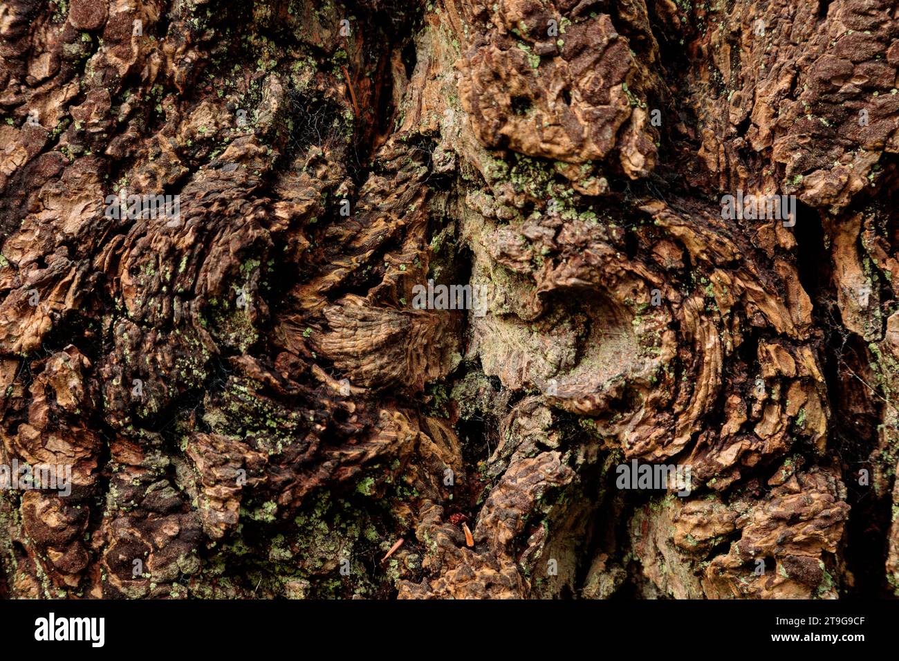 Fissures and textures in old knarly tree bark Stock Photo - Alamy