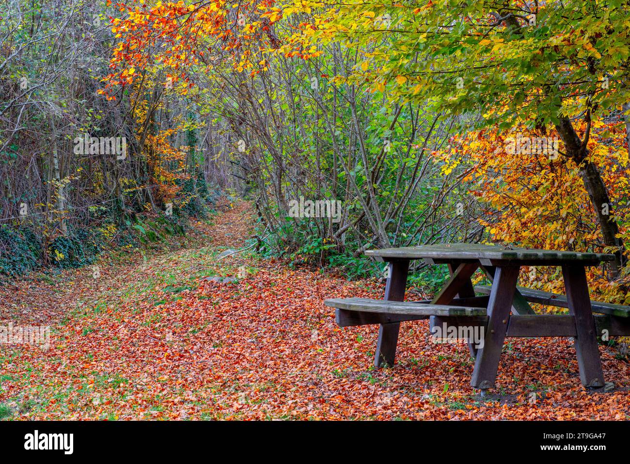Bench with wooden table in the woods Stock Photo - Alamy