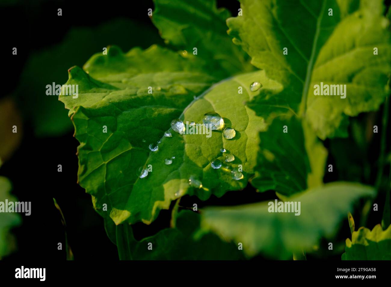 Water droplets with reflections in sunlight. Wonderful play of colours ...