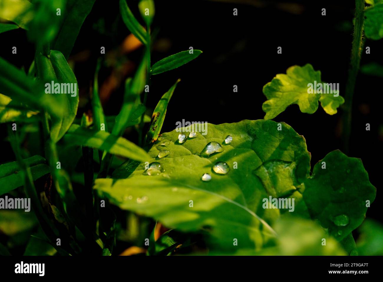 Water droplets with reflections in sunlight. Wonderful play of colours ...