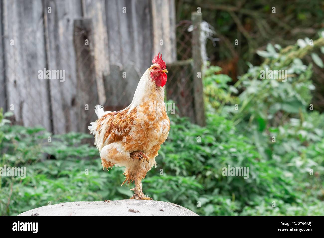 Beautiful Rooster standing on the grass in blurred nature green ...