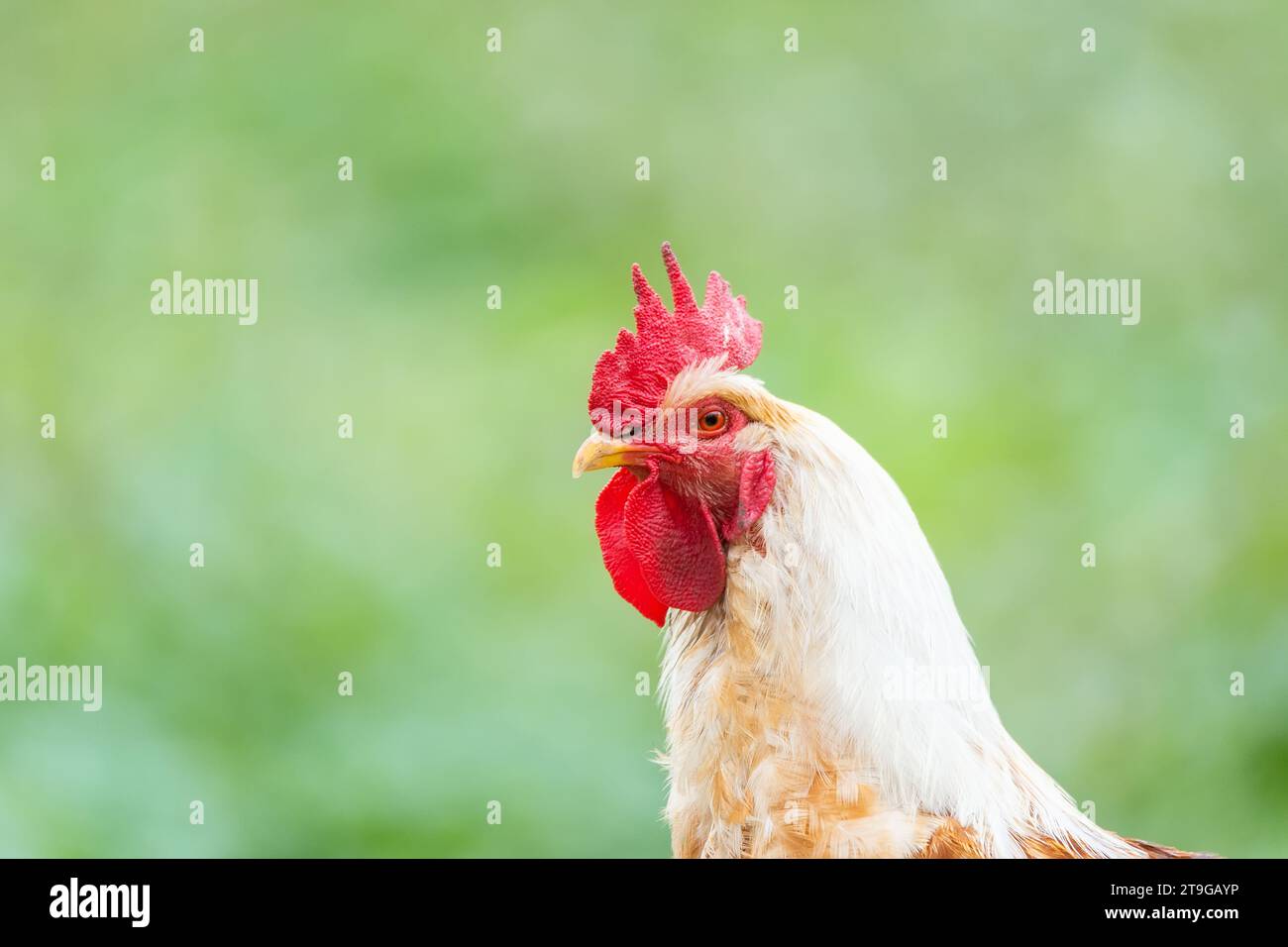 Beautiful Rooster standing on the grass in blurred nature green ...