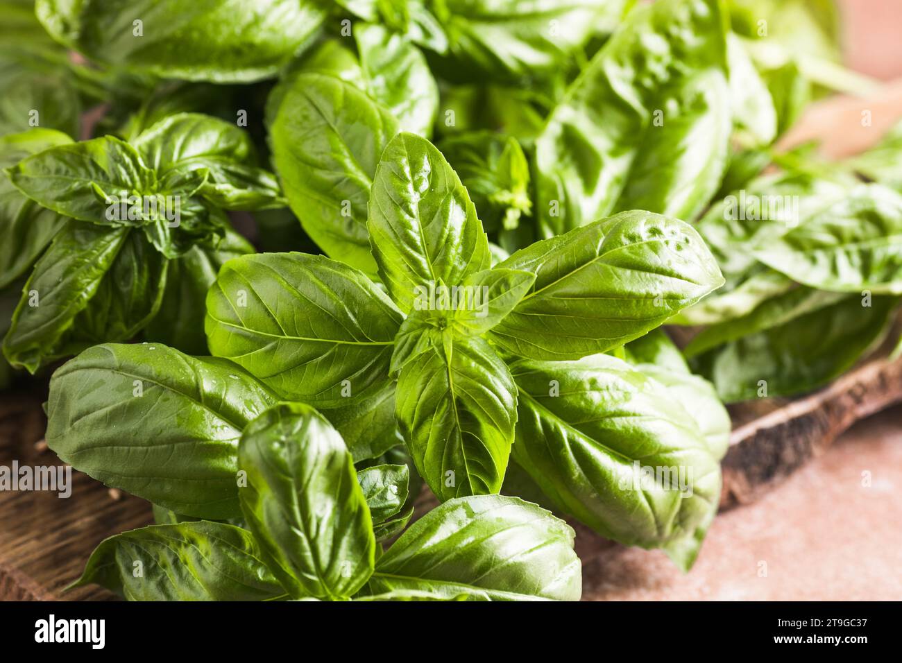 Fresh green sweet basil leaves, Also known as great basil or Genovese ...