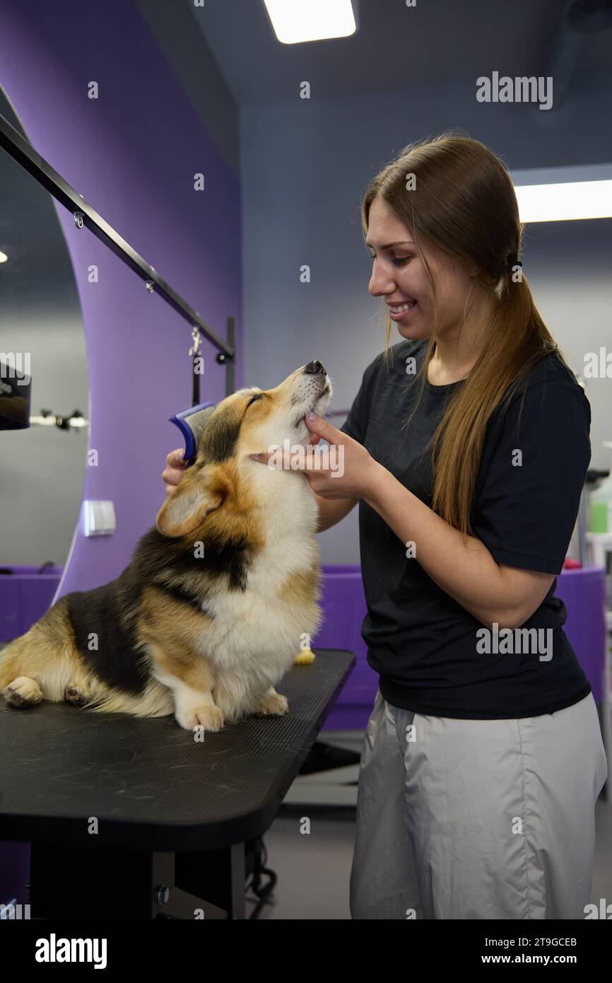 Corgi enjoys brushing in a grooming salon. Professional pet groomer ...