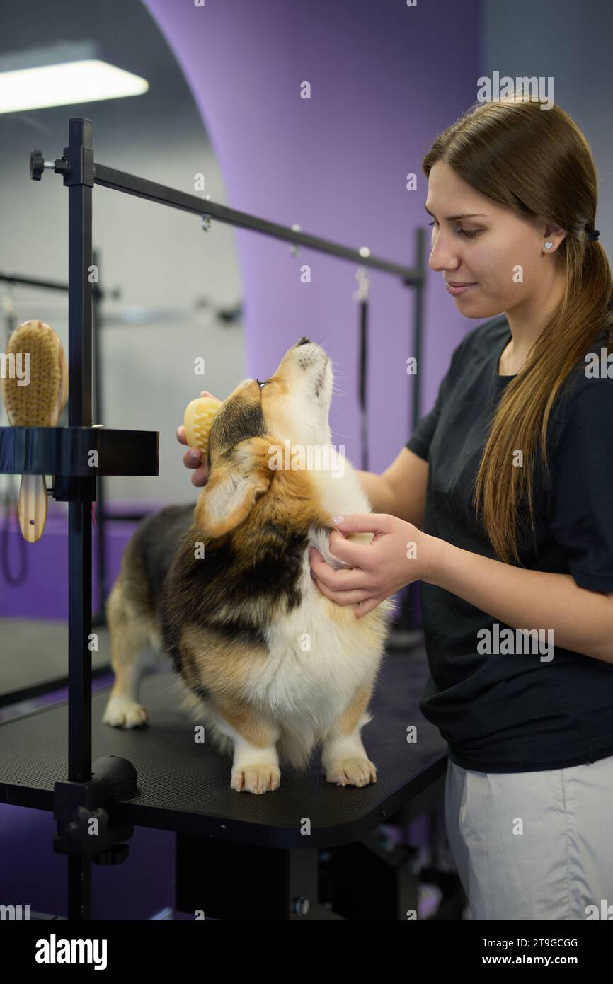 Pet grooming specialist brushing corgi dog with a curry brush. Animal ...
