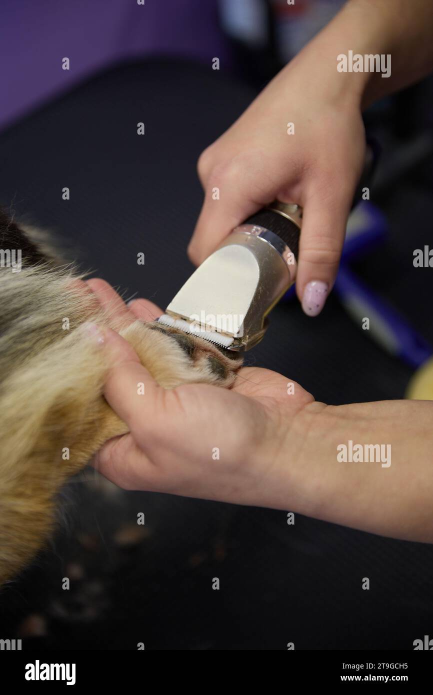 Groomer shaves dog's paws with electric shaving machine Stock Photo - Alamy