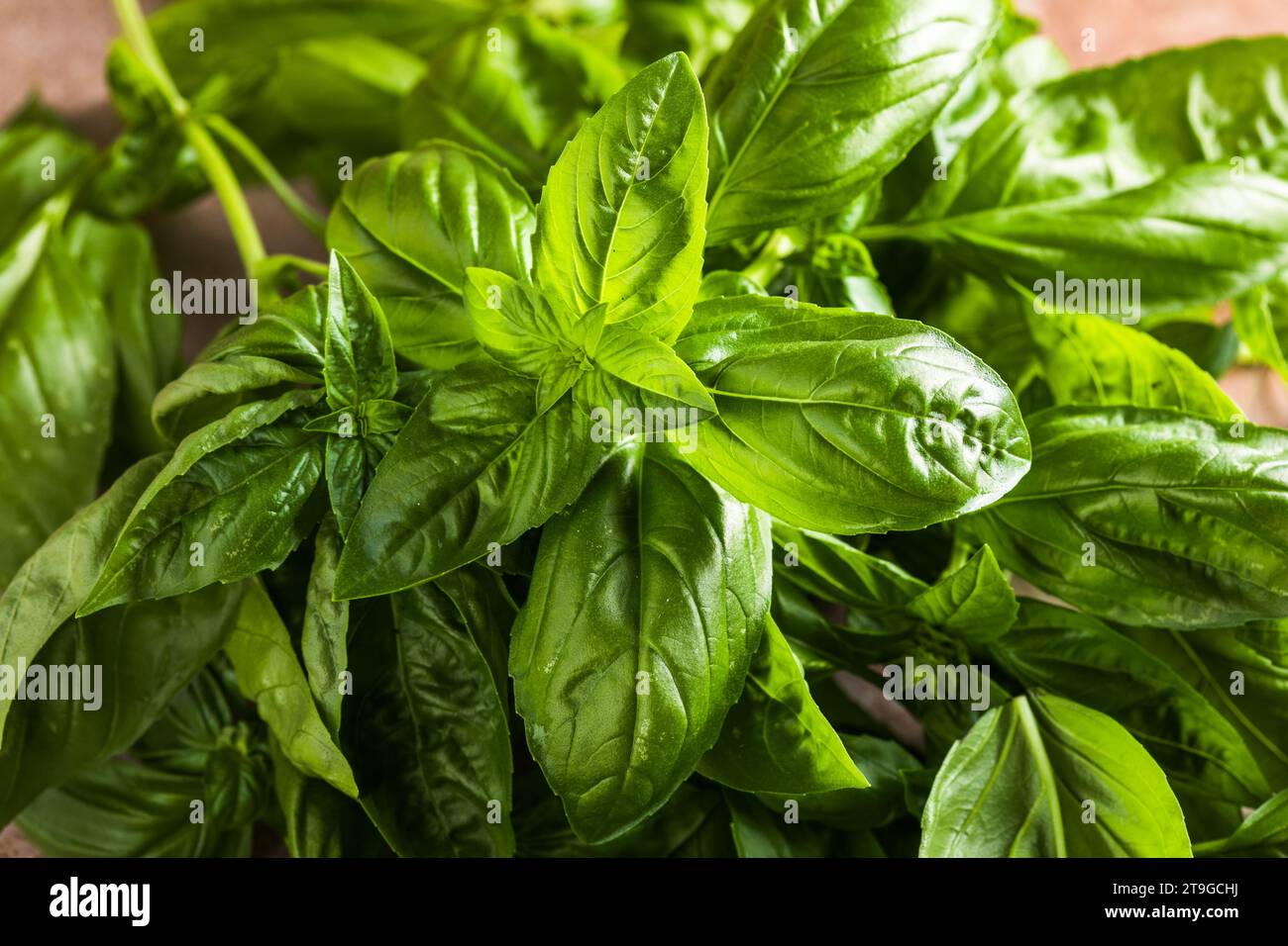 Fresh green sweet basil leaves, Also known as great basil or Genovese ...