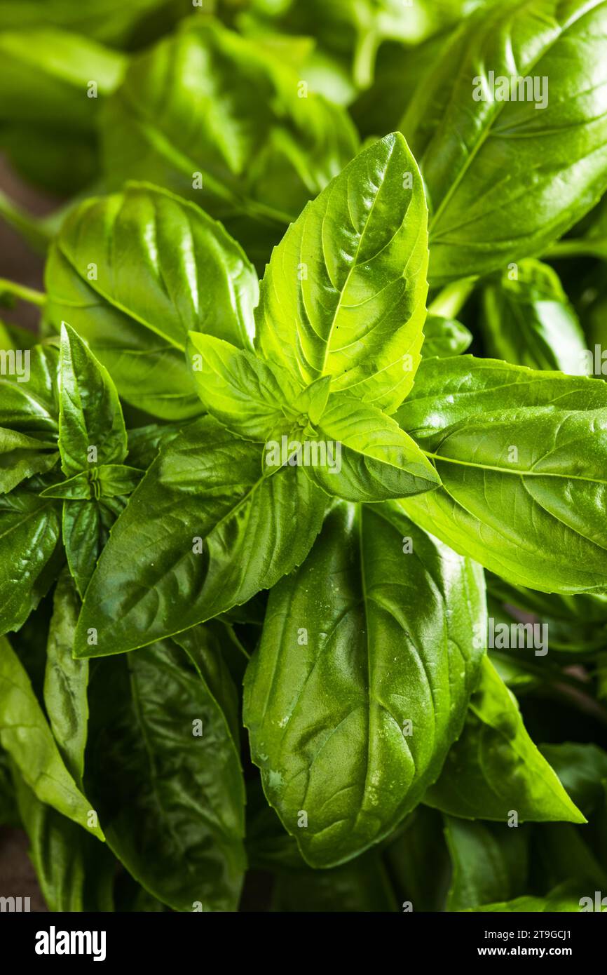 Fresh green sweet basil leaves, Also known as great basil or Genovese ...