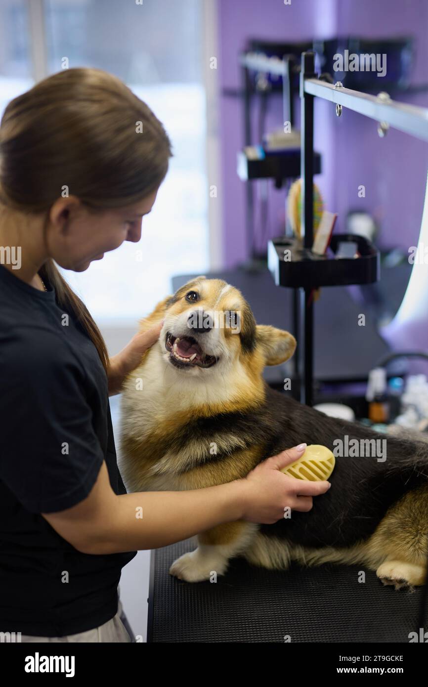 Happy corgi dog being groomed in a vet clinic. Cheerful puppy enjoys ...