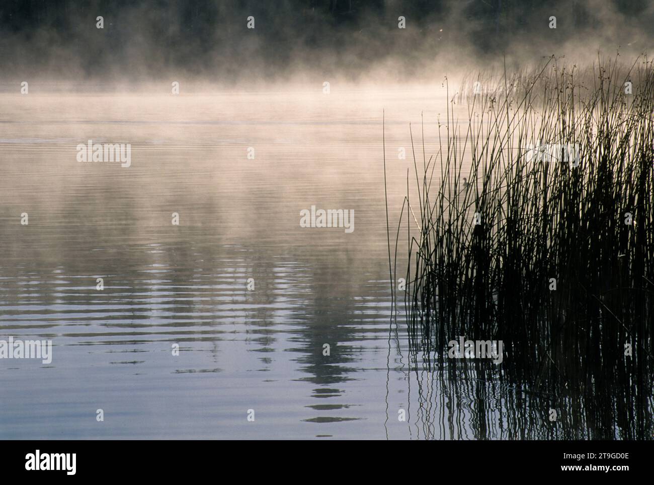 Lava Lake bulrush, Cascade Lakes National Scenic Byway, Deschutes ...