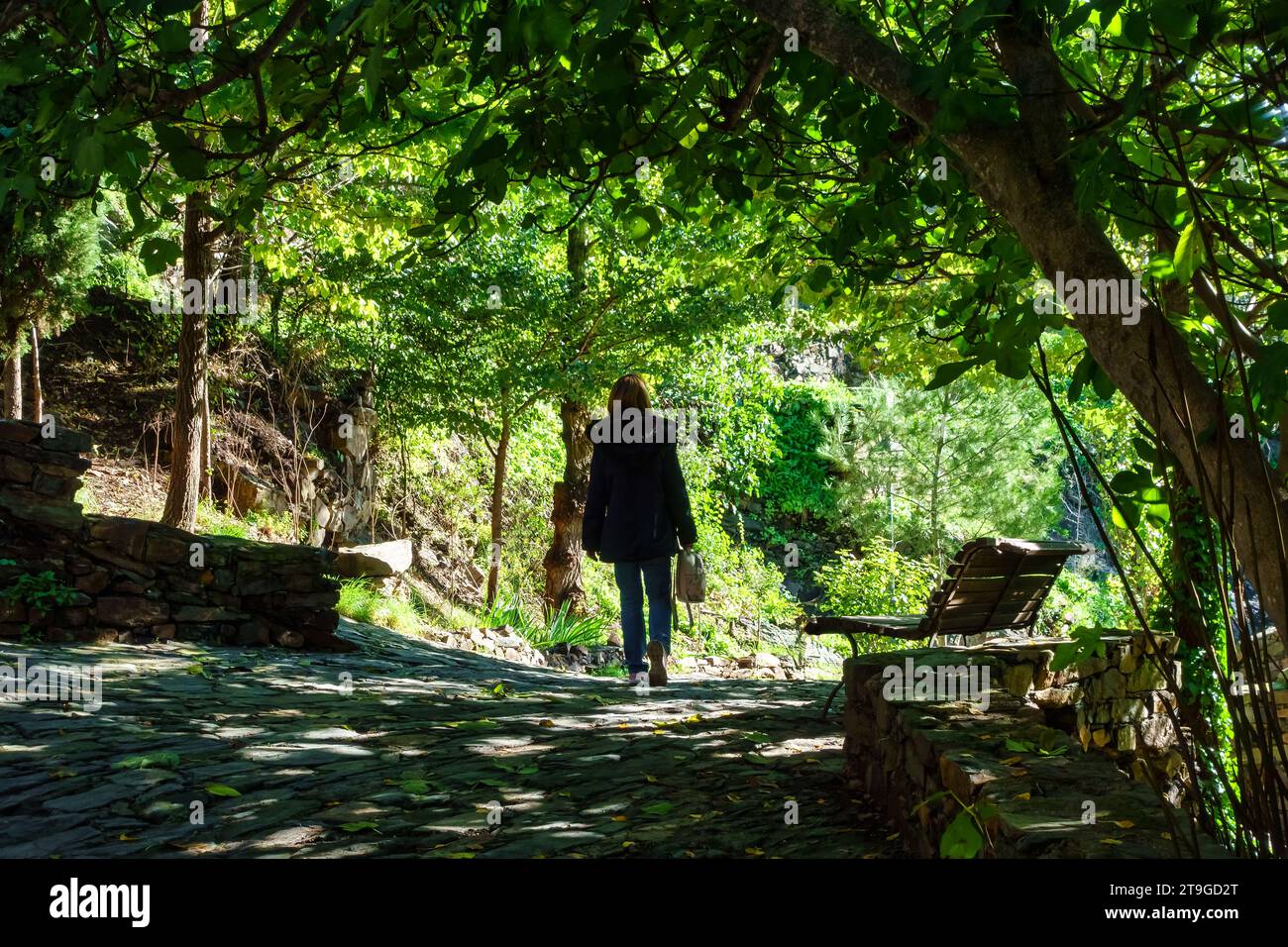 Tourist woman strolling past large trees on a cobblestone path in ...