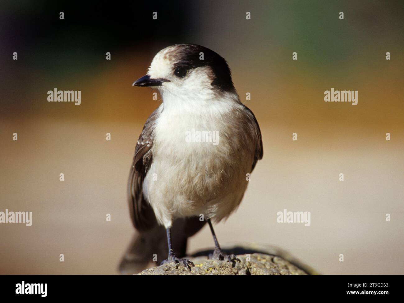 Gray jay (Perisoreus canadensis), Three Sisters Wilderness, Deschutes ...