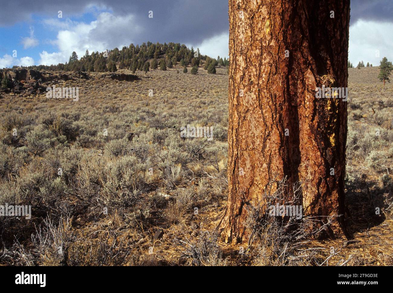 Ponderosa pine (Pinus ponderosa), Oregon Outback Scenic Byway ...
