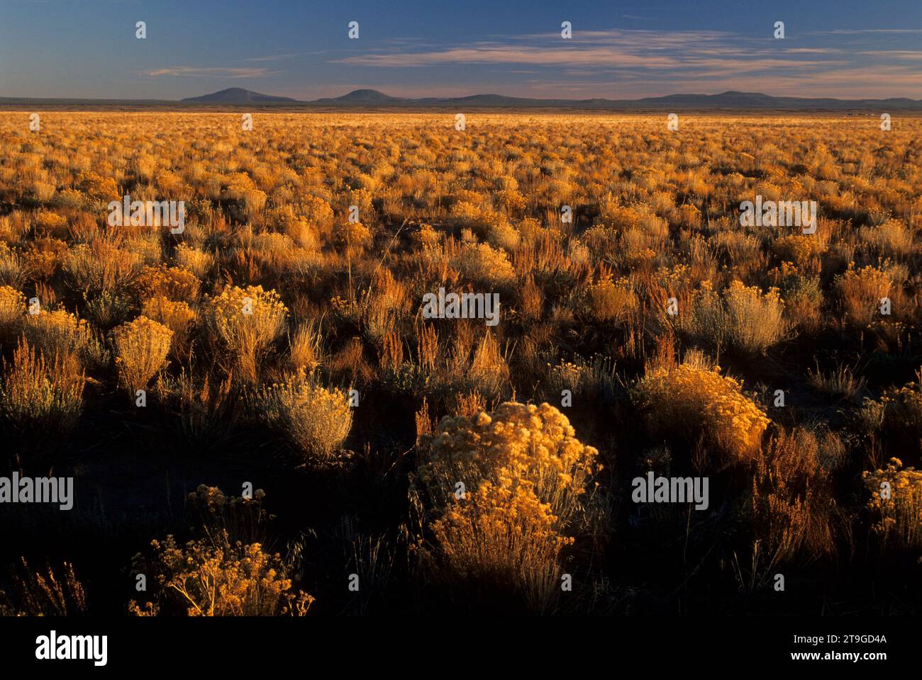 Sage-rabbitbrush flat, Christmas Valley National Back Country Byway ...