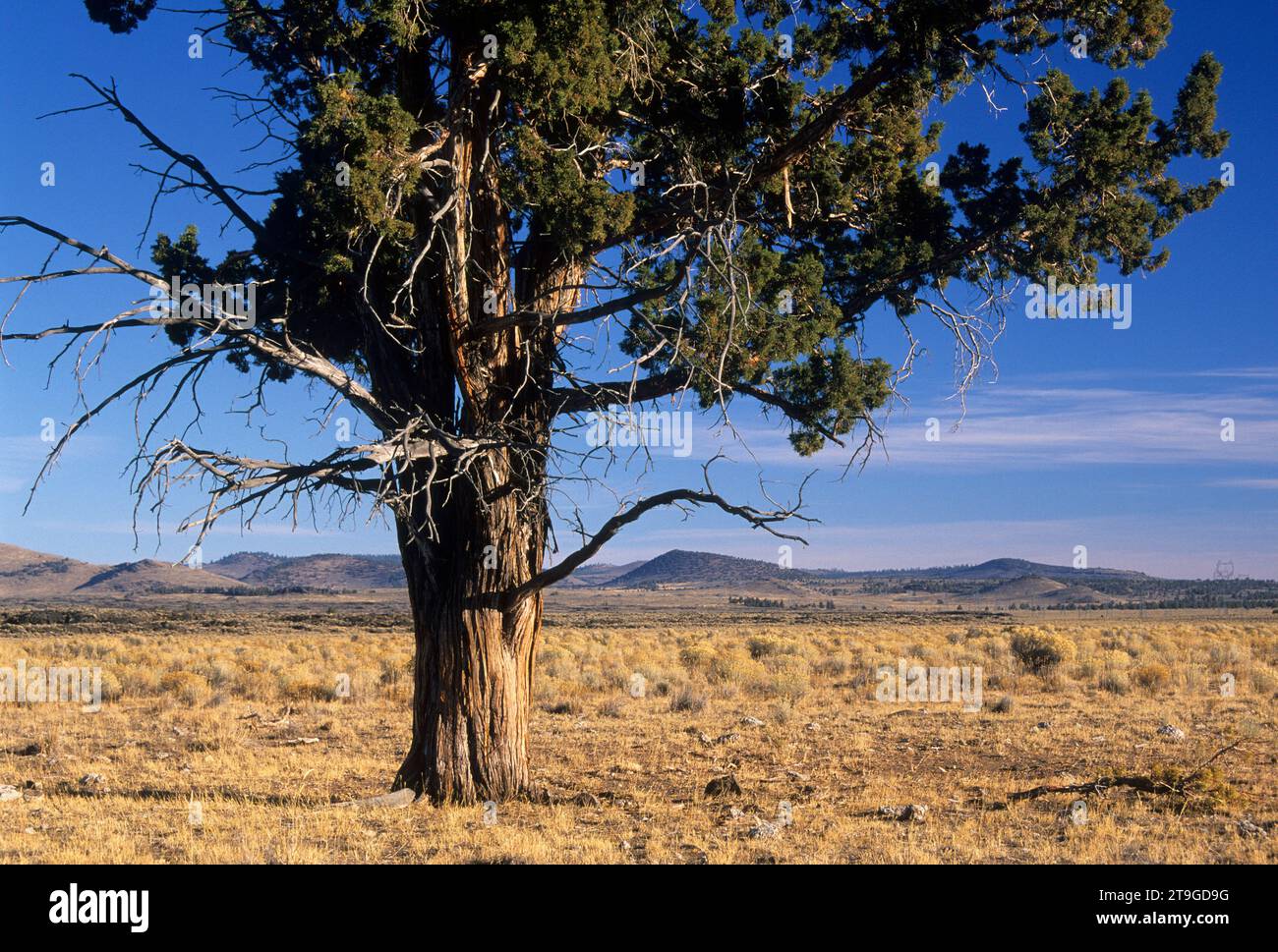 Western juniper (Juniperus occidentalis), Christmas Valley National ...