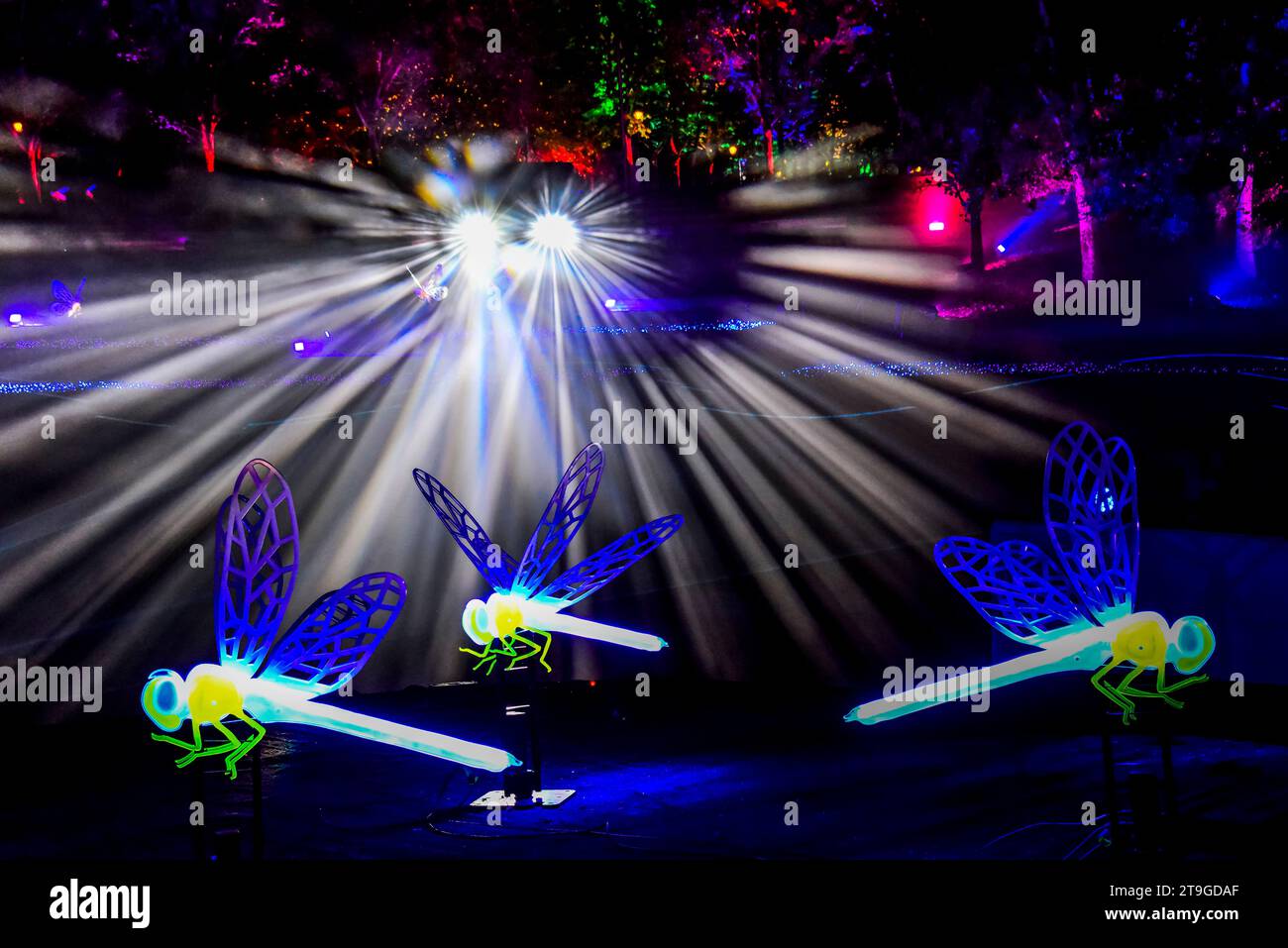 Figures of dragonflies exhibit at the Christmas period light show ...