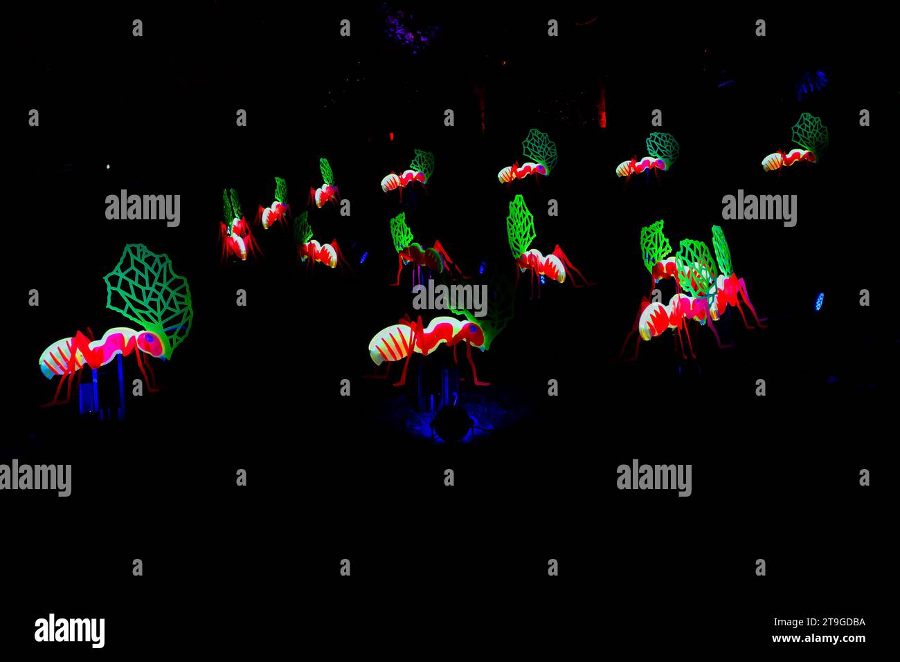 A line of ant exhibits at the Christmas period light show, Nature Lit ...