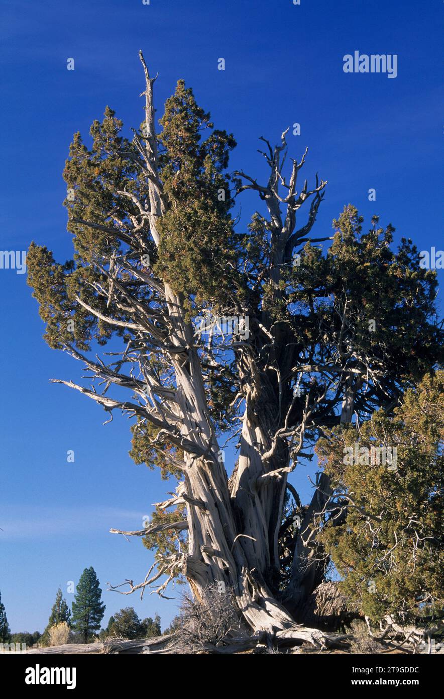 Western juniper (Juniperus occidentalis), Lost Forest Research Natural ...