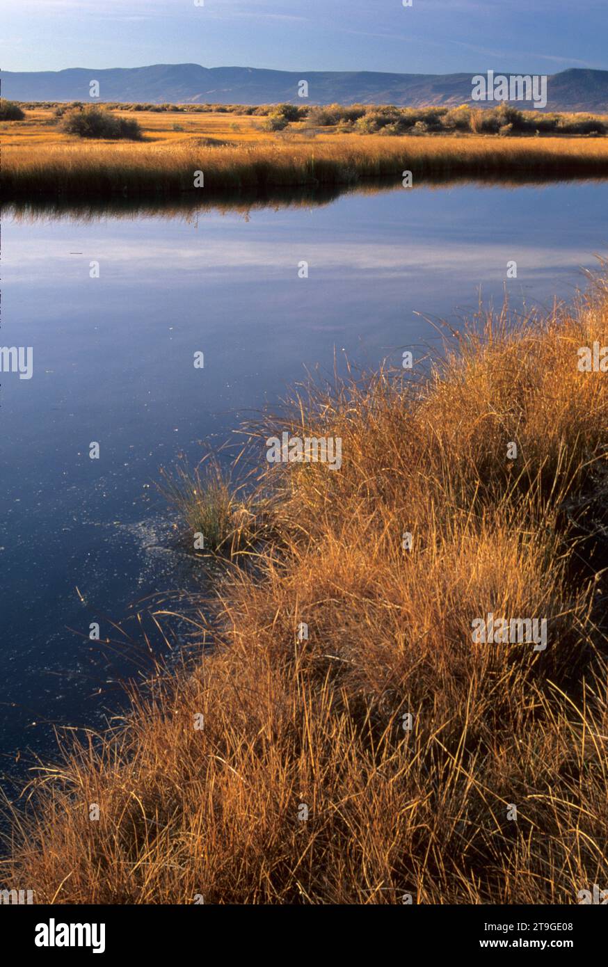 Wetland pond at river ranch hi-res stock photography and images - Alamy