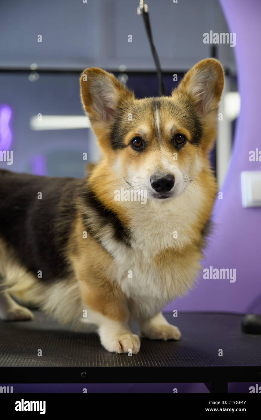 Cute young corgi in a grooming salon. Portrait of Pembroke Welsh Corgi ...
