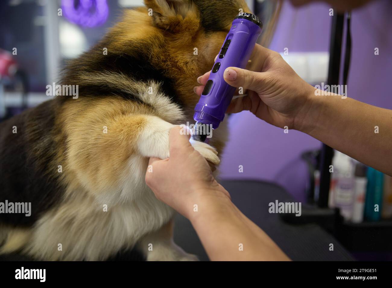 Pet groomer grinding dog's nails with a rotary grinder tool in close up ...