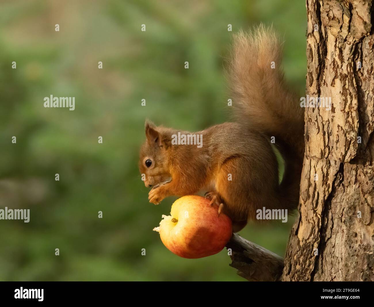 Funny little scottish red squirrel balanced on and eating an apple on ...
