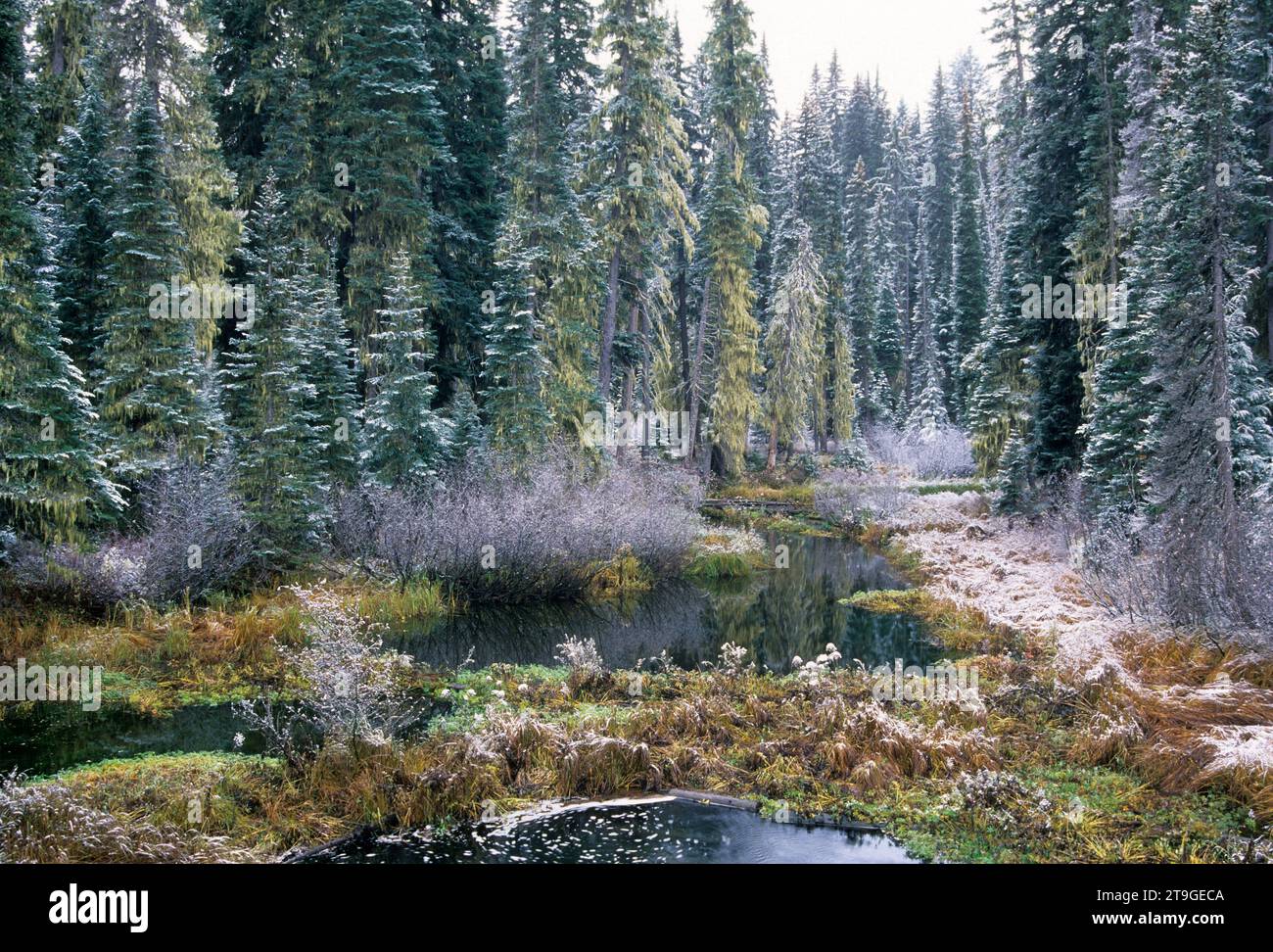 Salt Creek in snow, Willamette National Forest, Oregon Stock Photo - Alamy