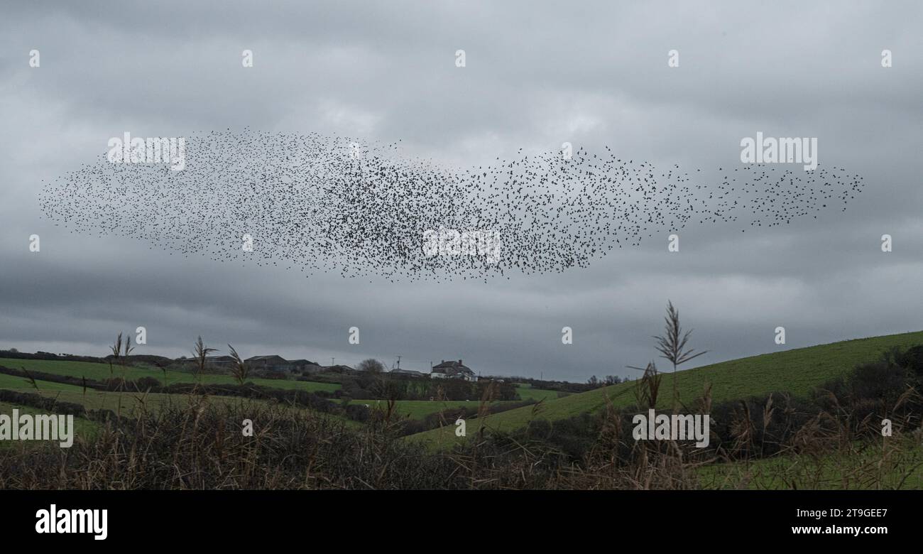 Poldhu cornwall starlings murmuration hi-res stock photography and ...