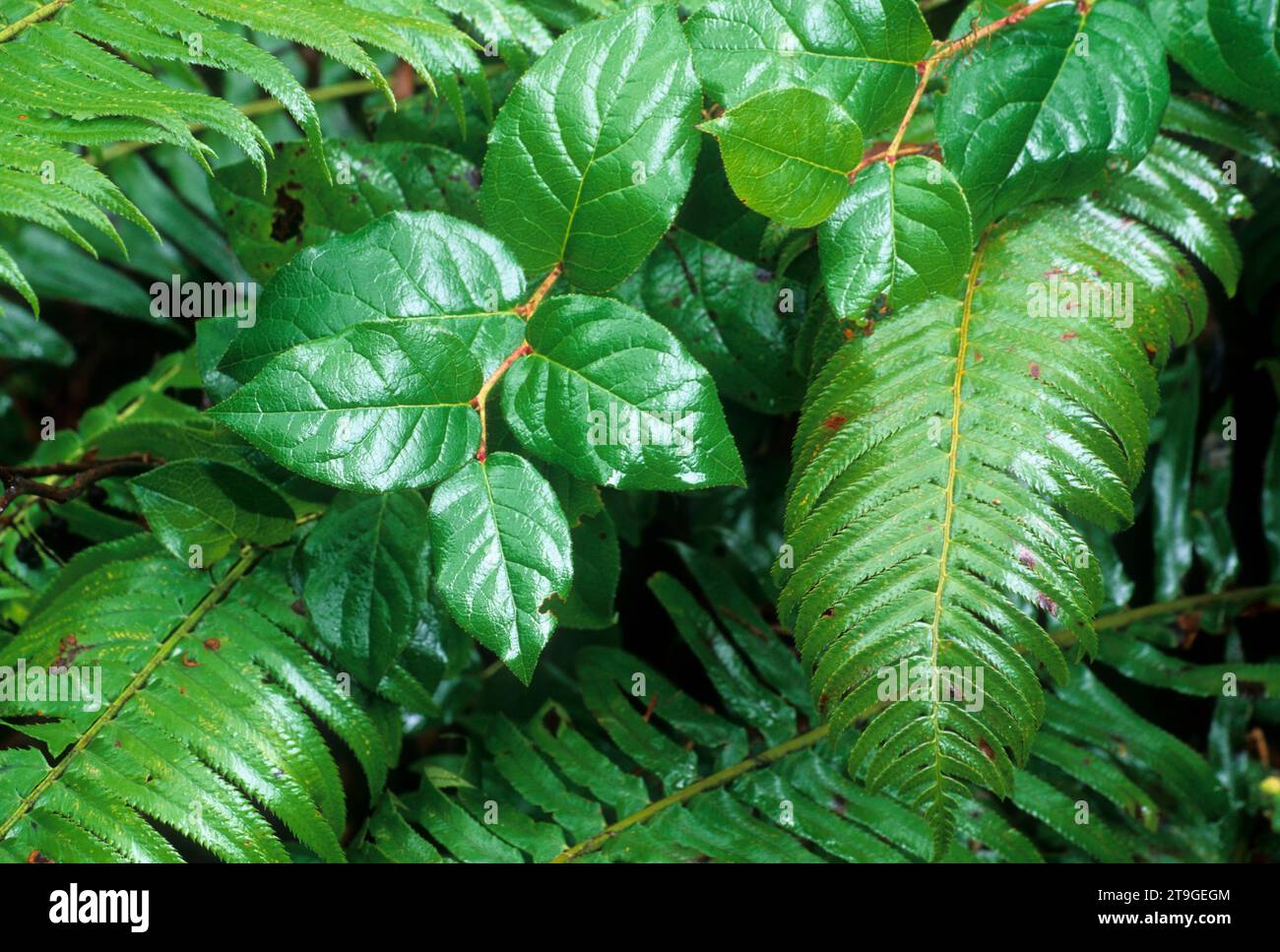 Salal (Gaultheria shallon) & western sword fern (Polystichum munitum ...