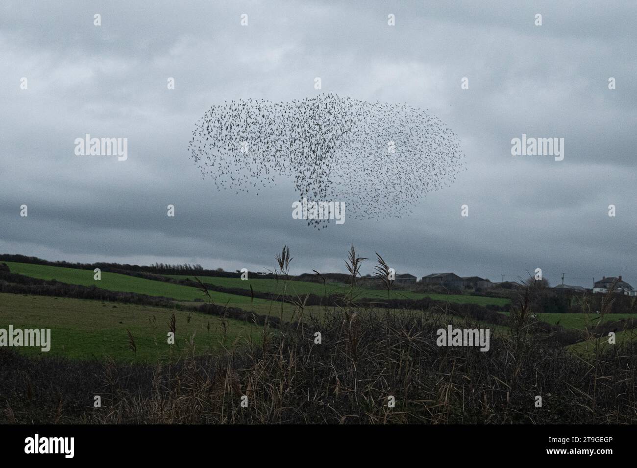 Poldhu cornwall starlings murmuration hi-res stock photography and images - Alamy