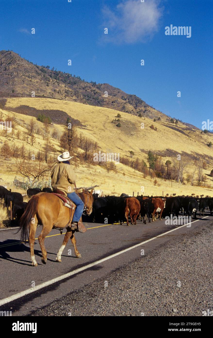 Cattle drive on byway, Oregon Outback Scenic Byway, Oregon Stock Photo ...