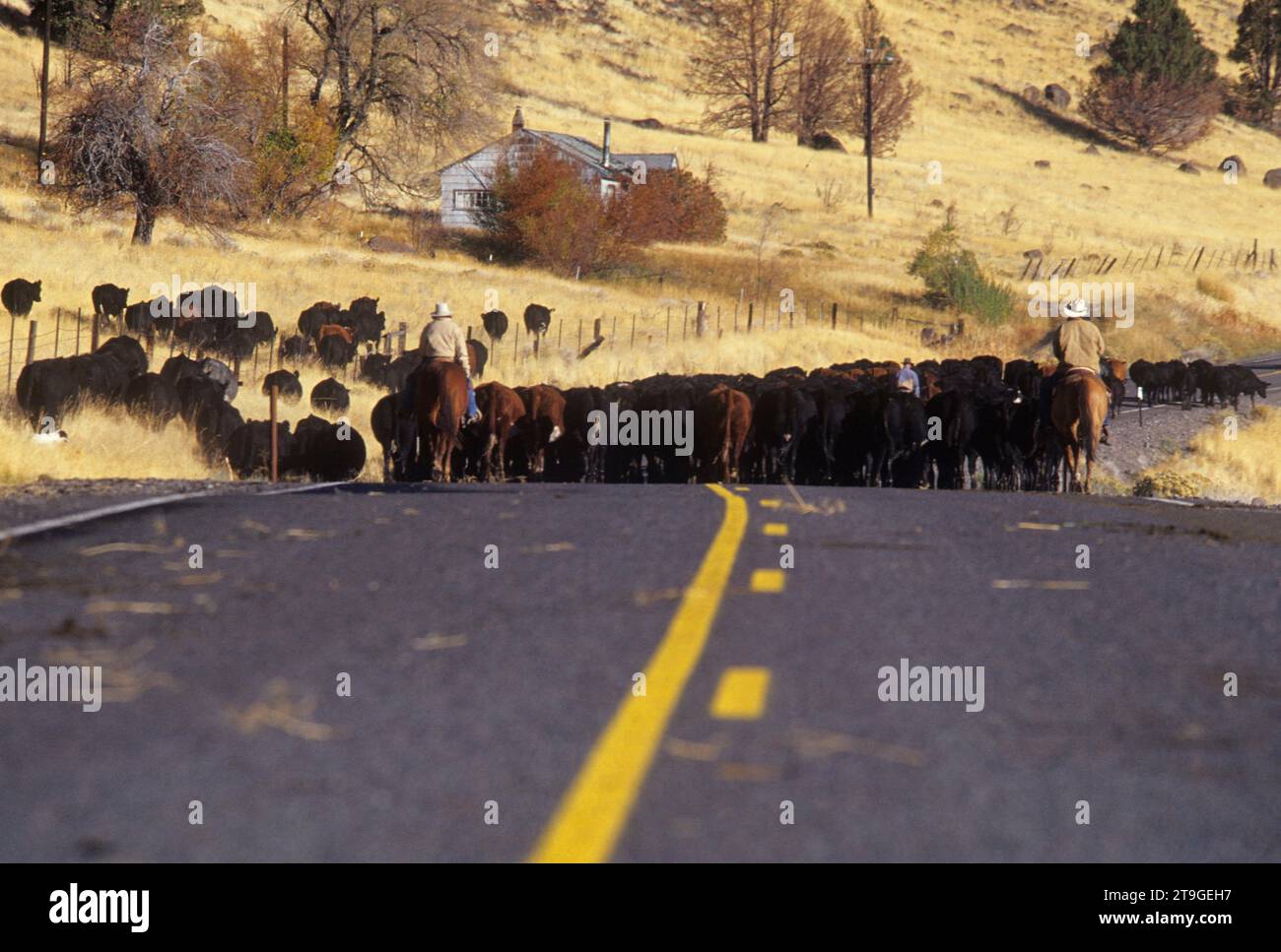Cattle drive on byway, Oregon Outback Scenic Byway, Oregon Stock Photo ...