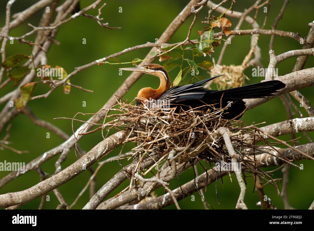 Iraq and botswana hi-res stock photography and images - Alamy
