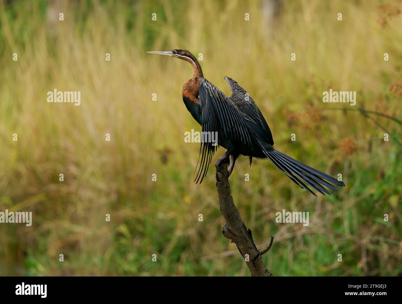 African Darter - Anhinga rufa also snakebird, water bird of sub-Saharan ...