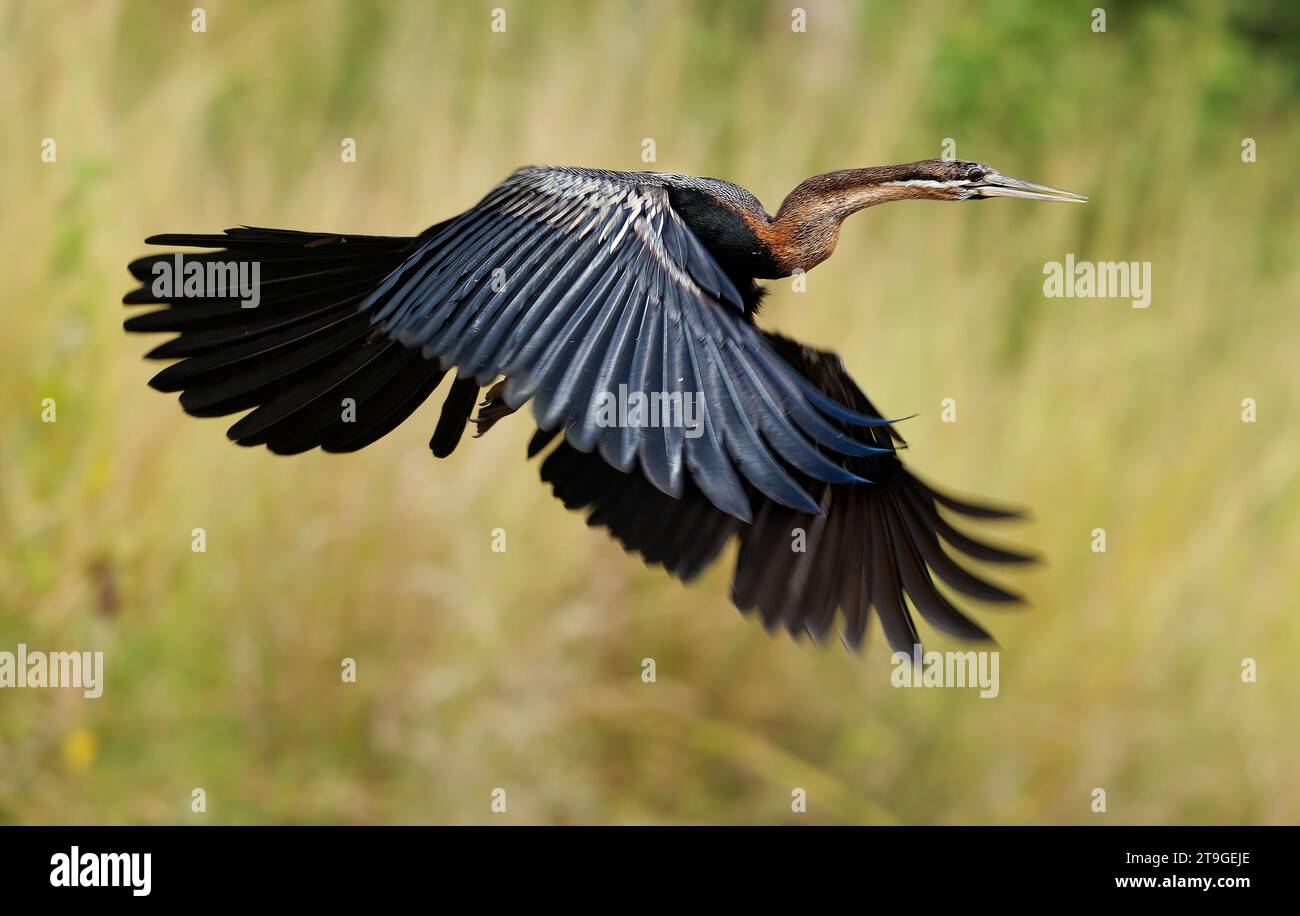 African Darter - Anhinga rufa also snakebird, water bird of sub-Saharan ...
