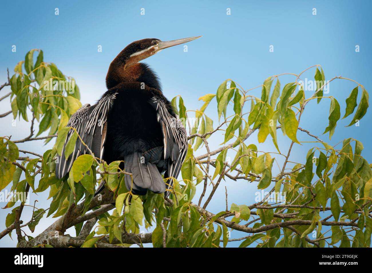 African Darter - Anhinga rufa also snakebird, water bird of sub-Saharan ...