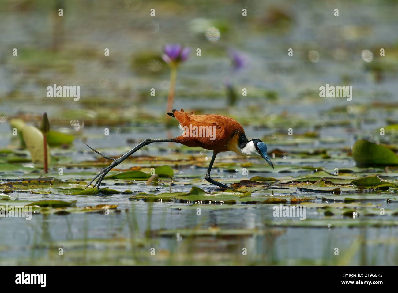 African Jacana - Actophilornis africanus is a wader bird in Jacanidae ...