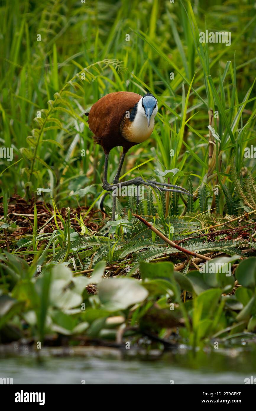 African Jacana - Actophilornis africanus is a wader bird in Jacanidae ...