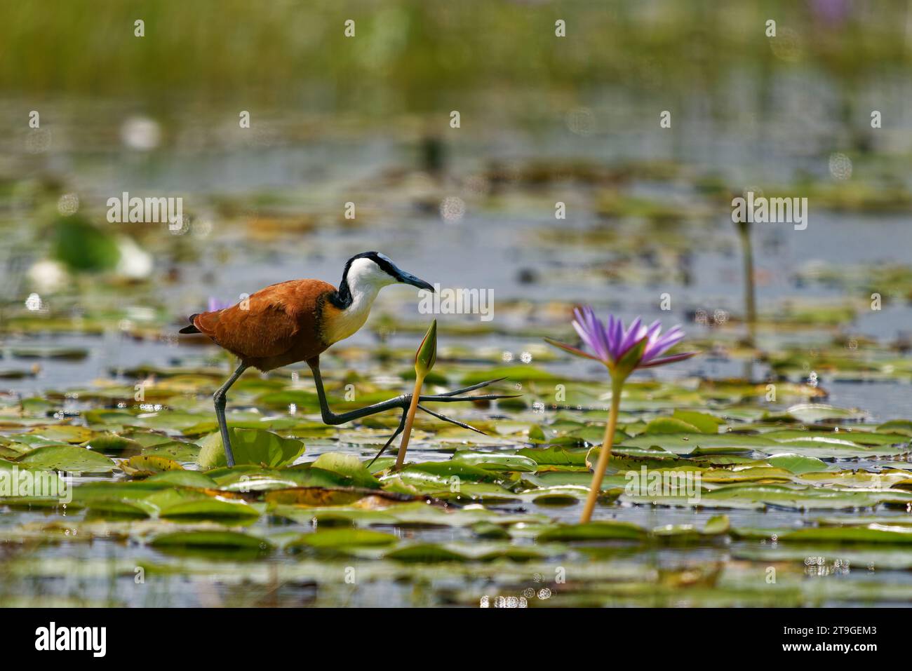 African Jacana - Actophilornis africanus is a wader bird in Jacanidae ...