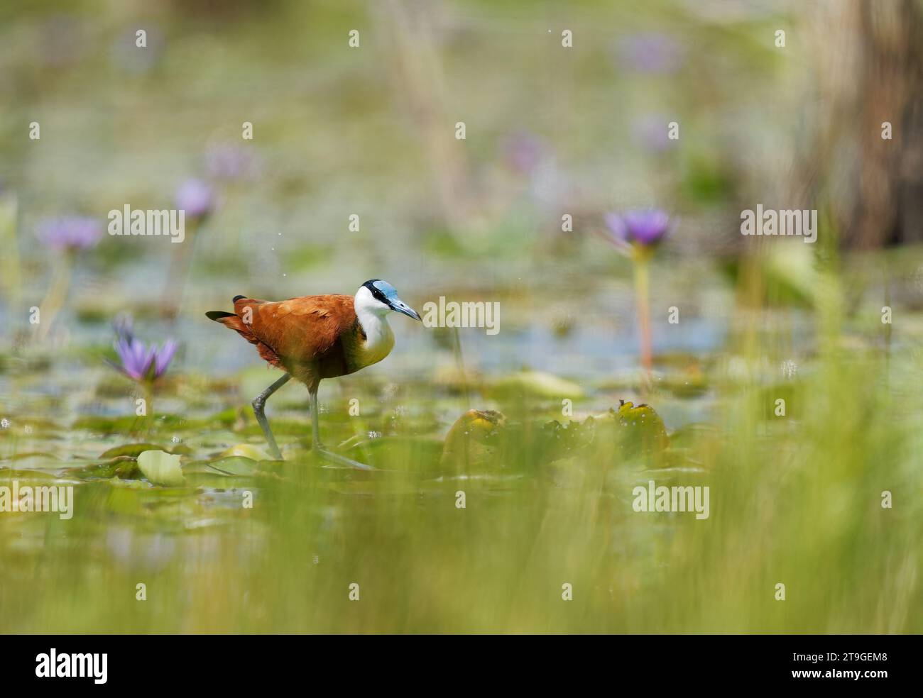 African Jacana - Actophilornis africanus is a wader bird in Jacanidae ...