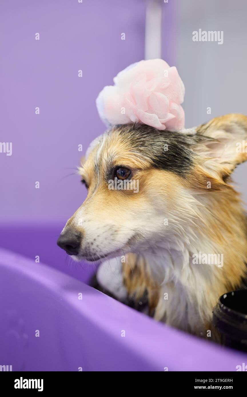 Funny corgi in a bath. Portrait of adorable Pembroke Welsh Corgi puppy ...