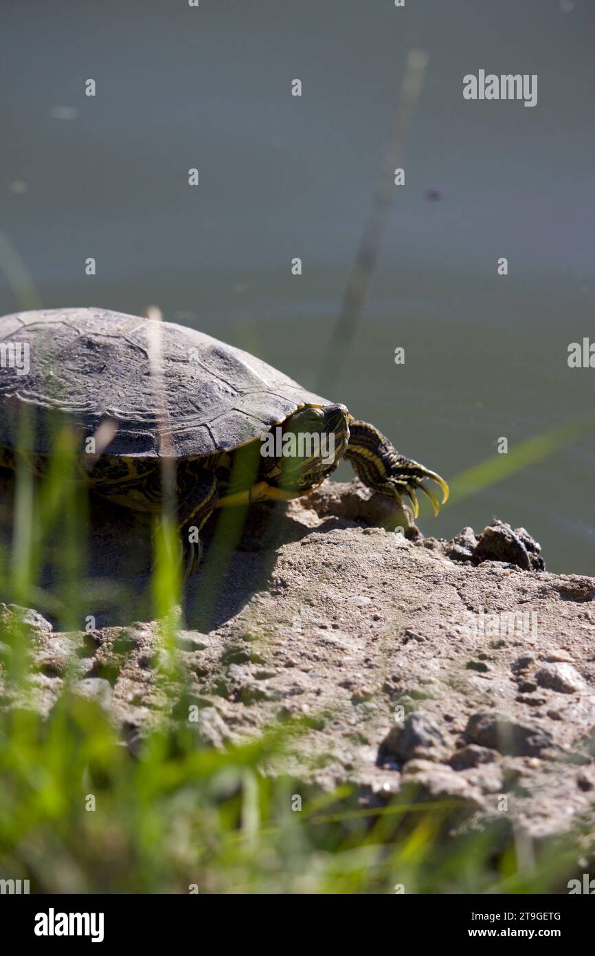 Red-Eared Slider Basking in the Sun in a lake Stock Photo - Alamy