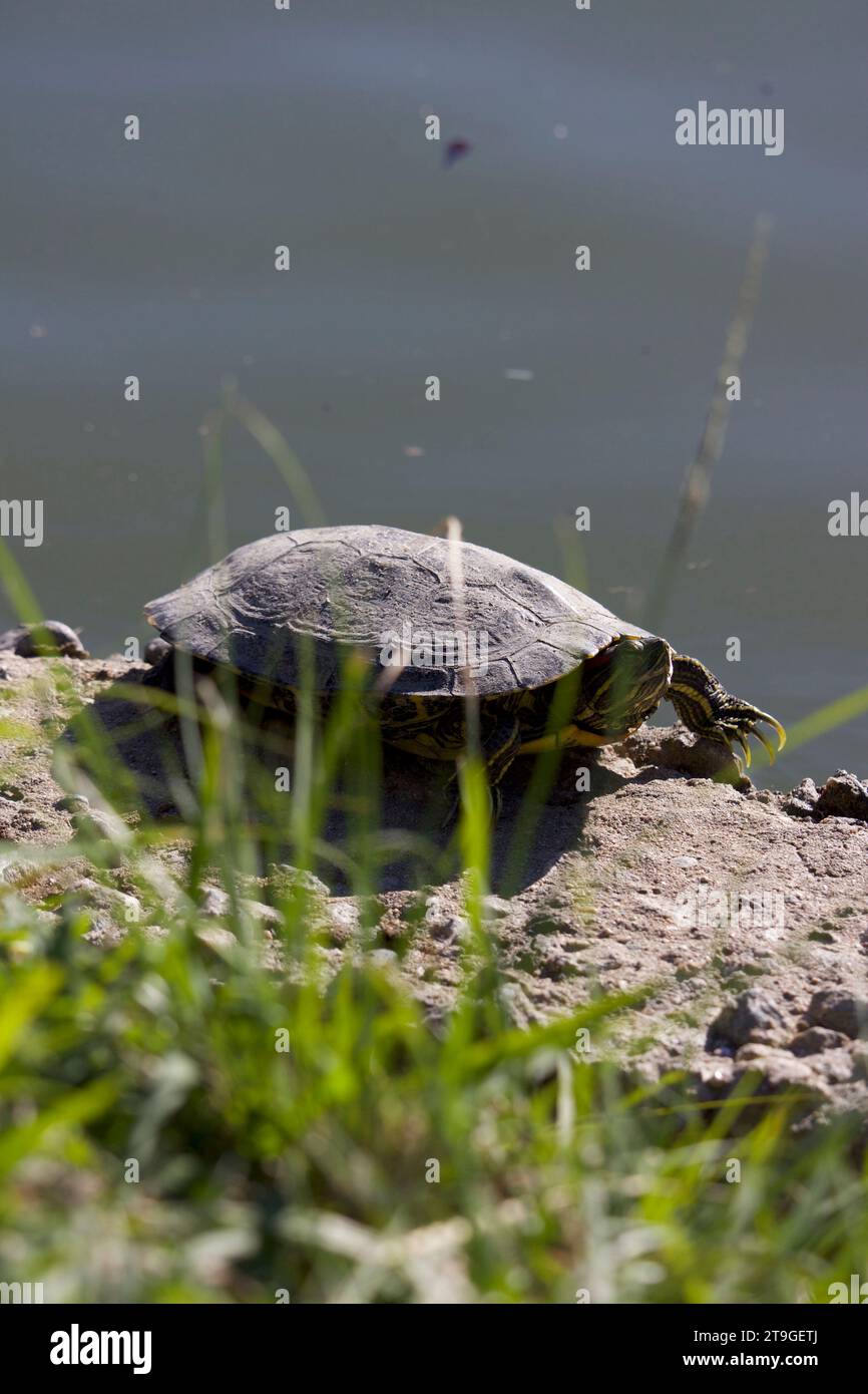 Red-Eared Slider Basking in the Sun in a lake Stock Photo - Alamy