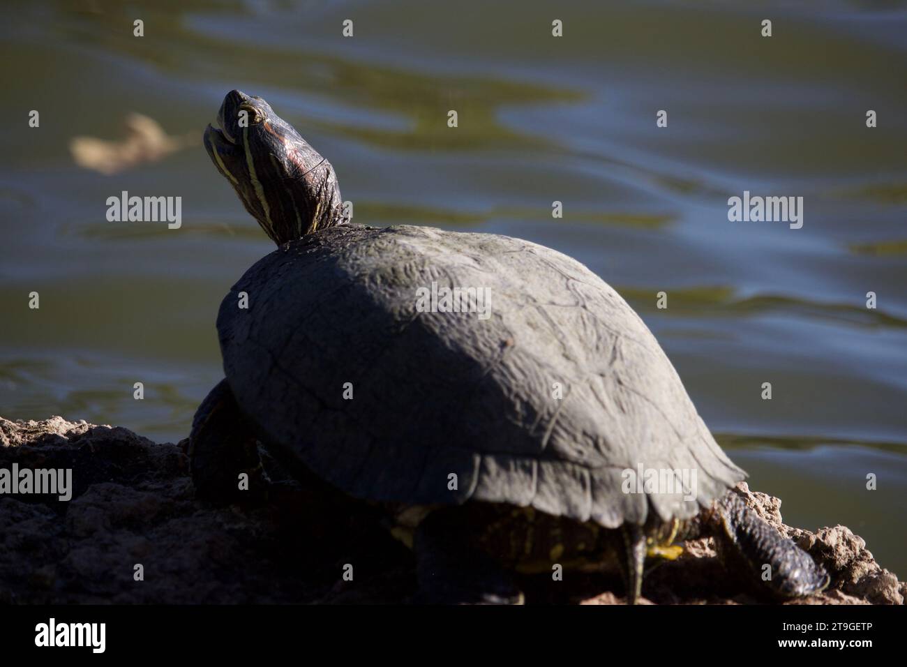 Red-Eared Slider Basking in the Sun in a lake Stock Photo - Alamy