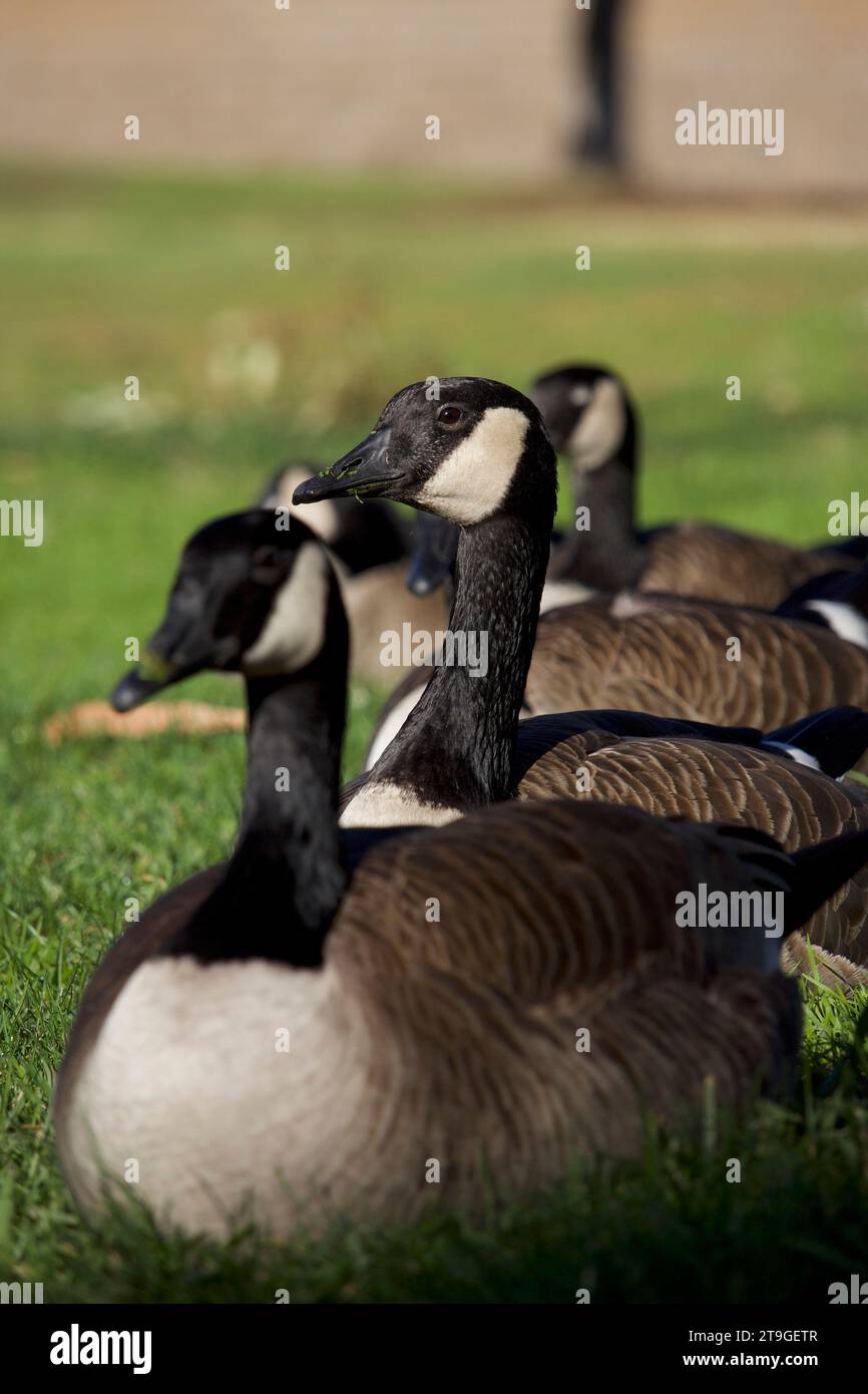 Canada Geese sitting in a line Stock Photo - Alamy