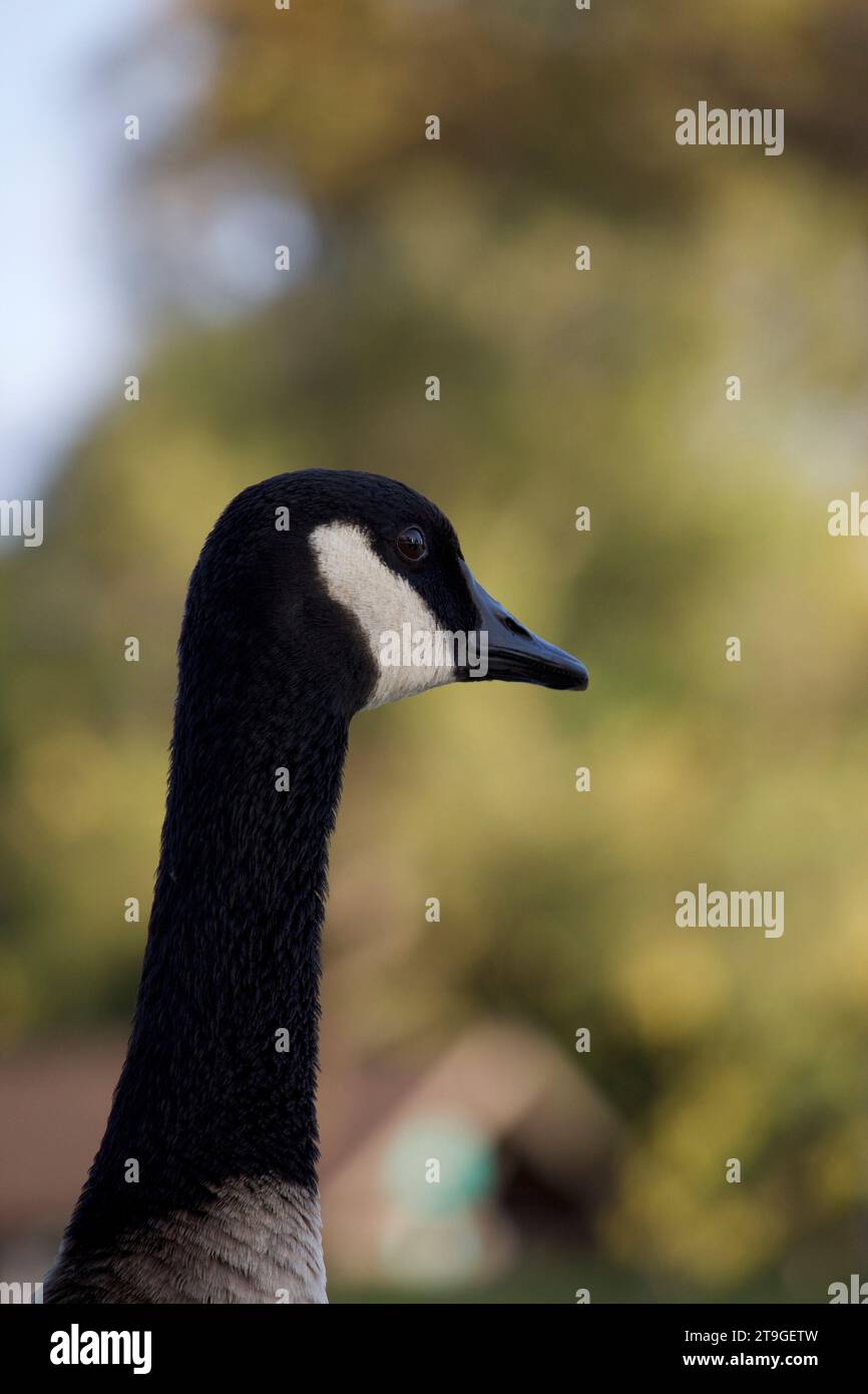 Distance wildlife photo hi-res stock photography and images - Alamy