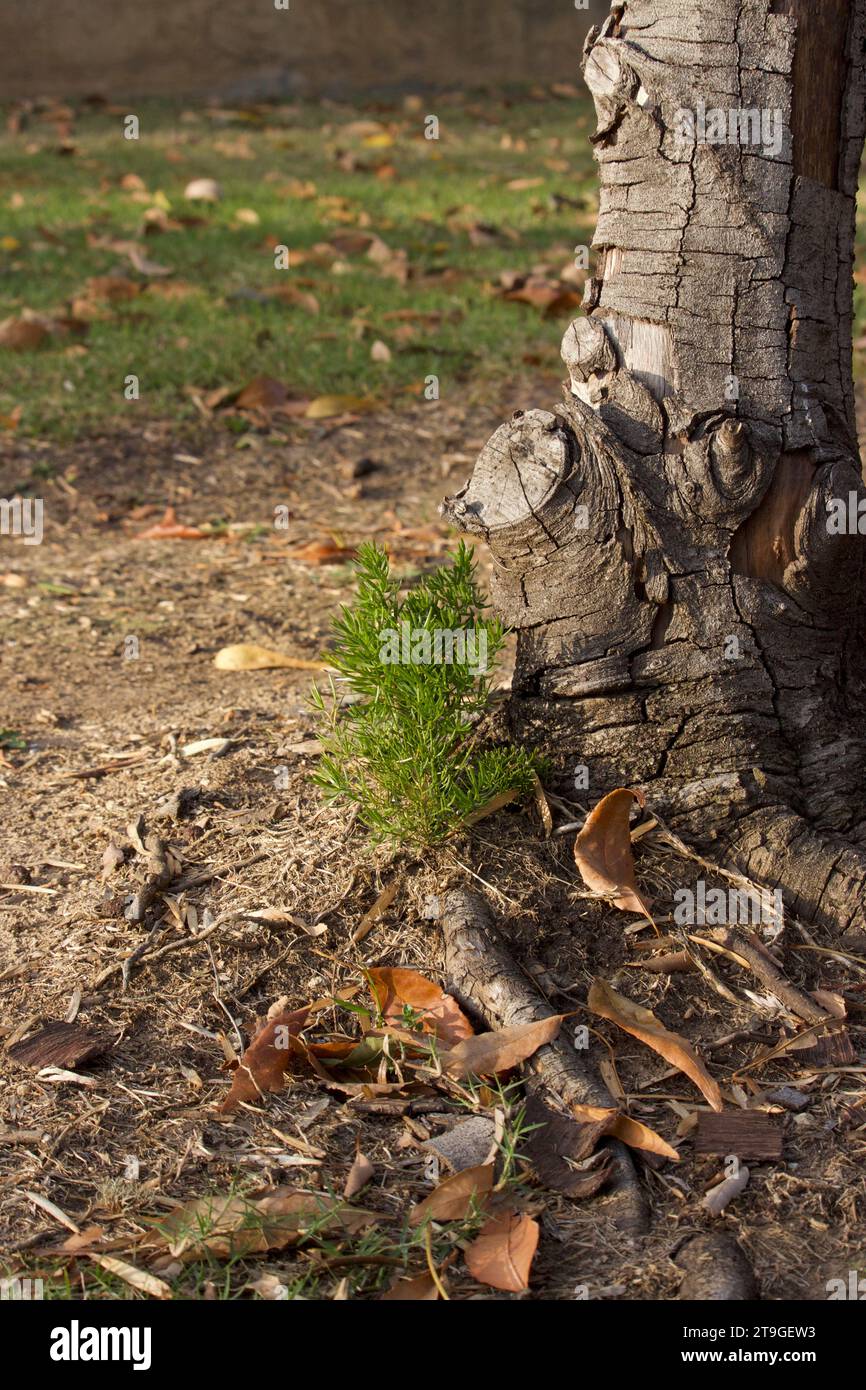 Plant growing from tree Stock Photo - Alamy