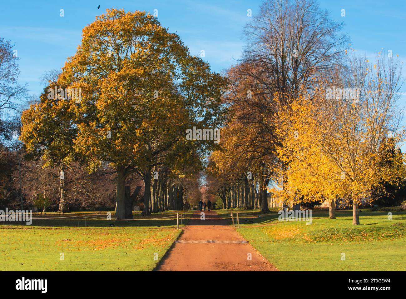 Autumn Trees in colour Stock Photo - Alamy