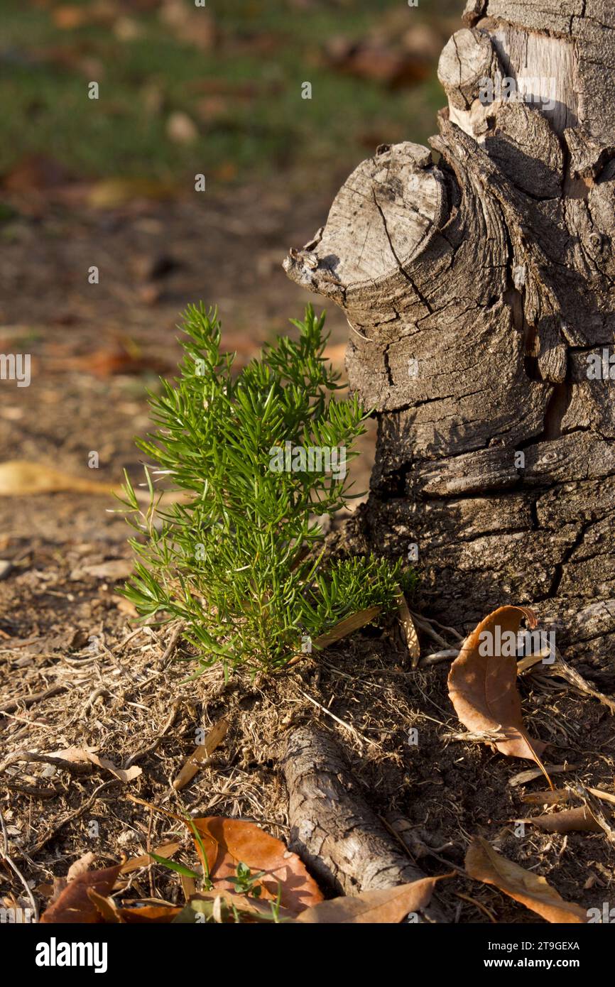 Plant growing from tree Stock Photo - Alamy
